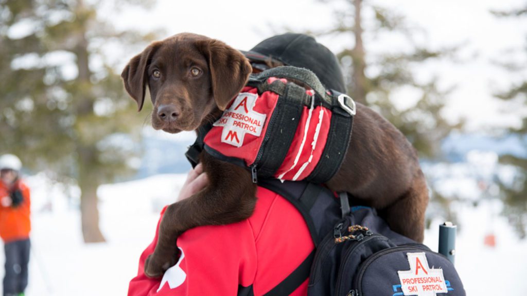 Let's Meet Huxley. The Newest Alpine Dog. - Palisades Tahoe at Lake Tahoe