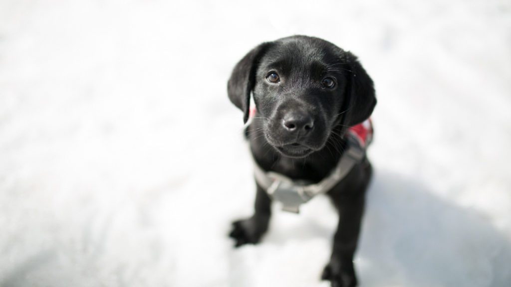 Let's Meet Trooper. The Newest Squaw Dog. - Palisades Tahoe at Lake Tahoe