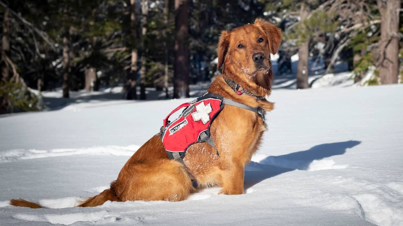 Ski Safety Month: Safety Tips & Ways To Meet Patrol Dogs - Palisades ...
